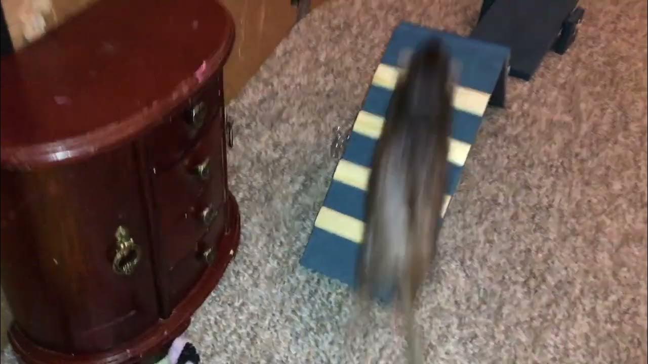 My smart pet rat Donut doing a fun agility course! - YouTube