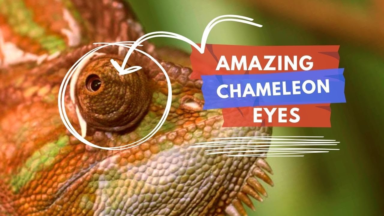 Exploring the Fascinating World of Chameleon Eyes! #360 - YouTube