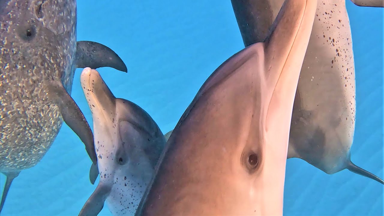 A Wild Dolphin Hug! Pass it on! - YouTube