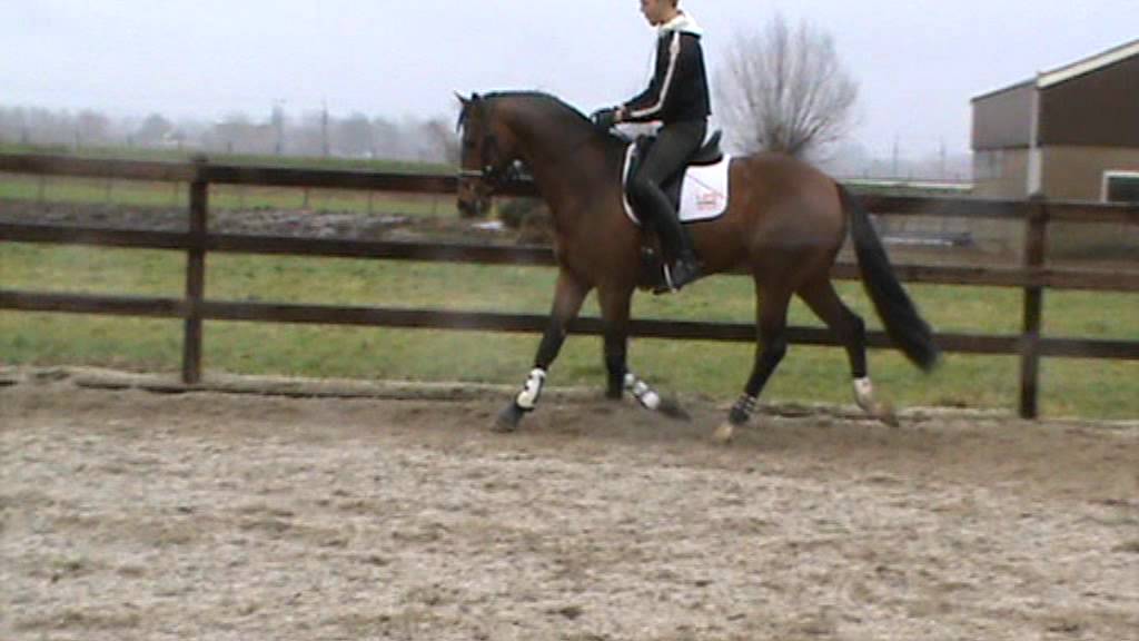 Jazz x Ferro Stallion 4 j.MPG - YouTube