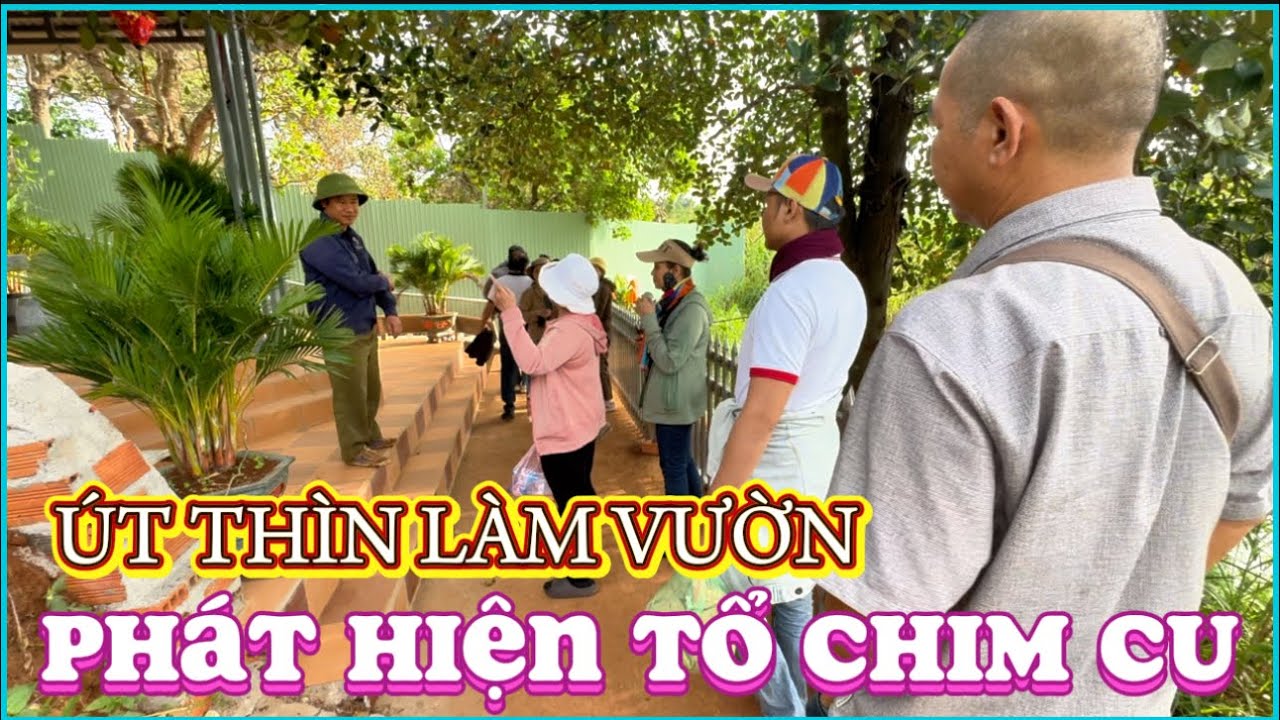 Út Thìn đi làm vườn, phát hiện tổ c.h.i.m Cu.#thichminhtue #minhtue ...