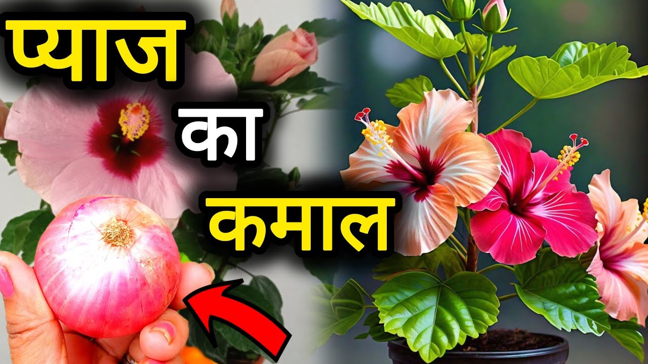 इस खाद के प्रयोग से आपका गुड़हल फूलो से भर जायेगा। hibiscus plant care ...
