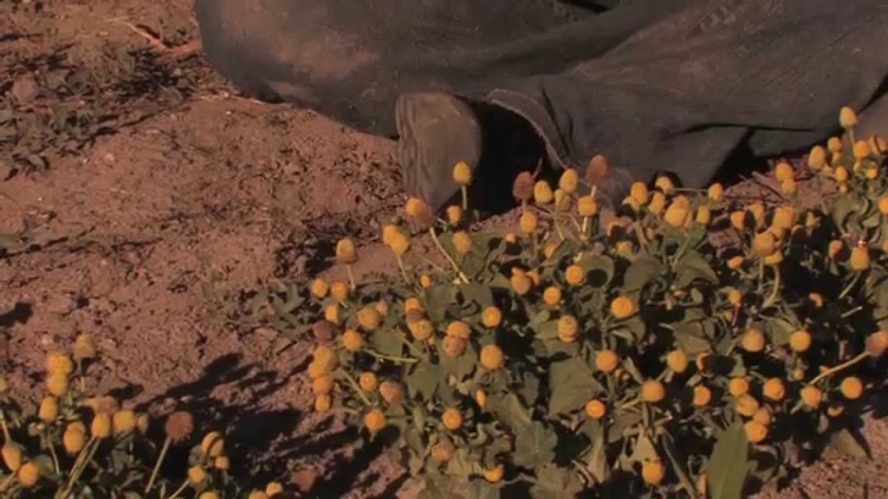 GROW THIS PLANT: Toothache Plant aka Tongue Tickler! - YouTube
