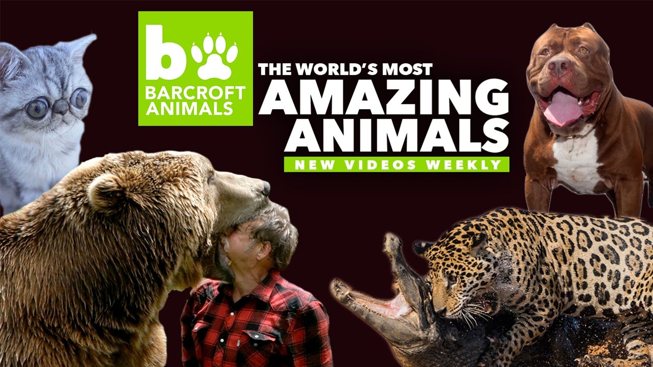 Welcome to Barcroft Animals! - YouTube