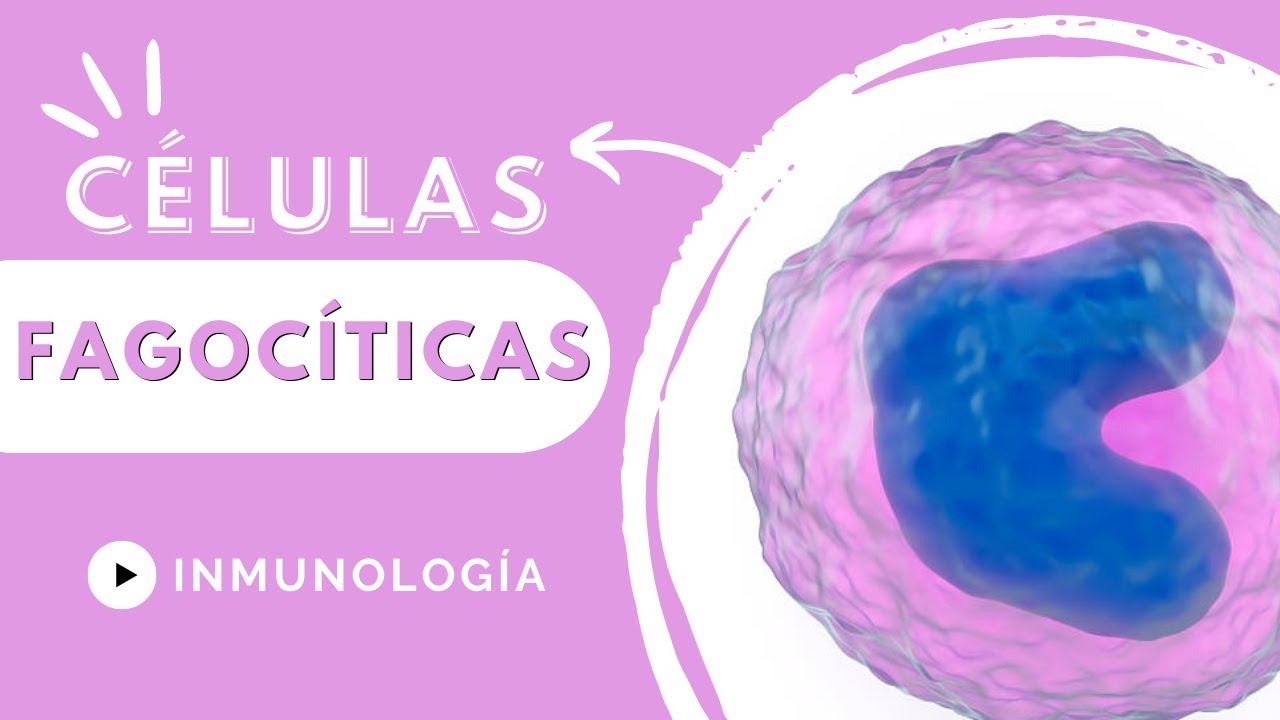 CÉLULAS FAGOCÍTICAS - YouTube
