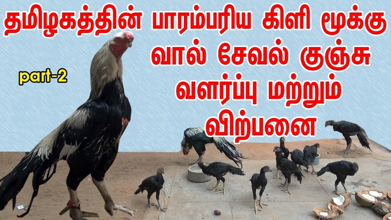 Kili Mooku Vaal Seval | தமிழகத்தின் பாரம்பரிய கிளி மூக்கு வால் சேவல் ...