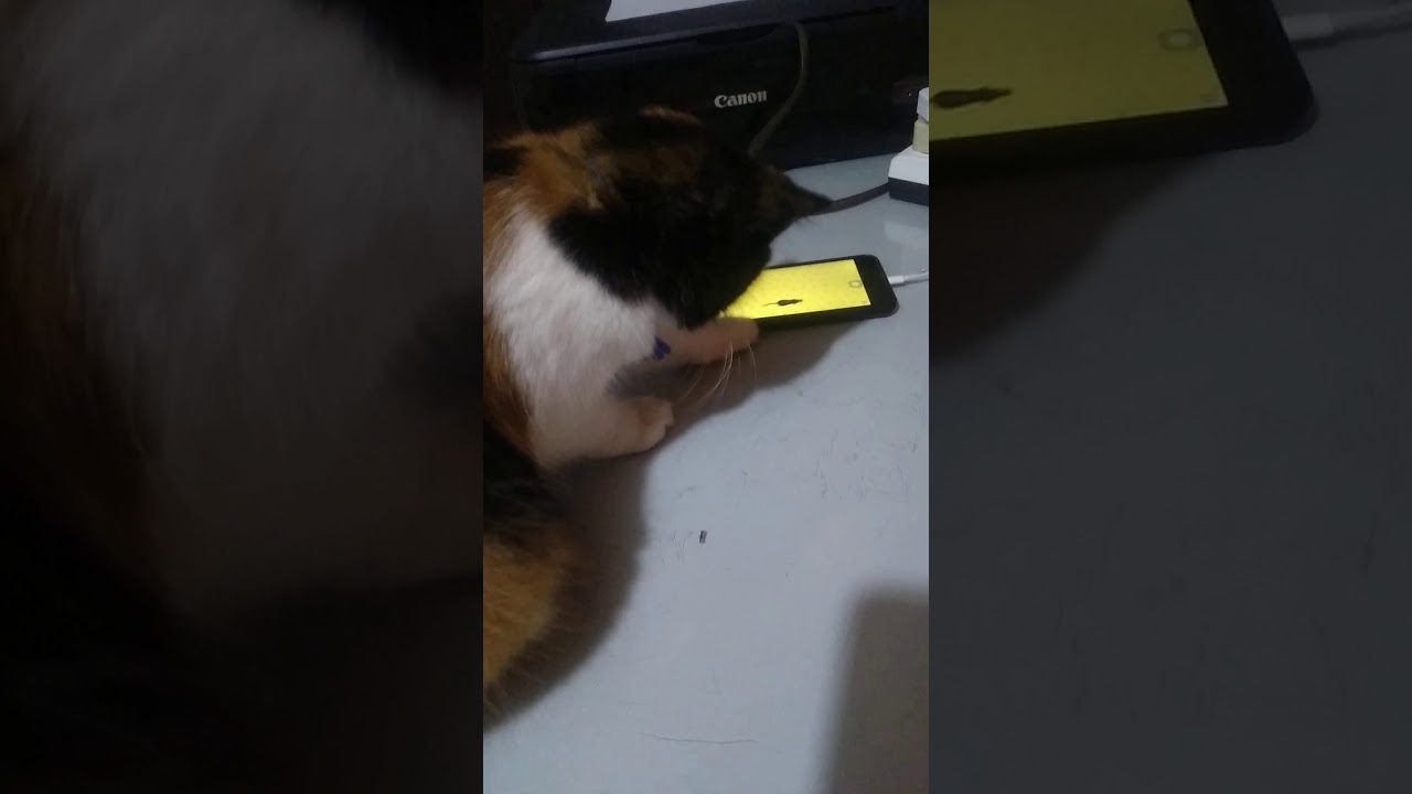 Kucing main hp - YouTube