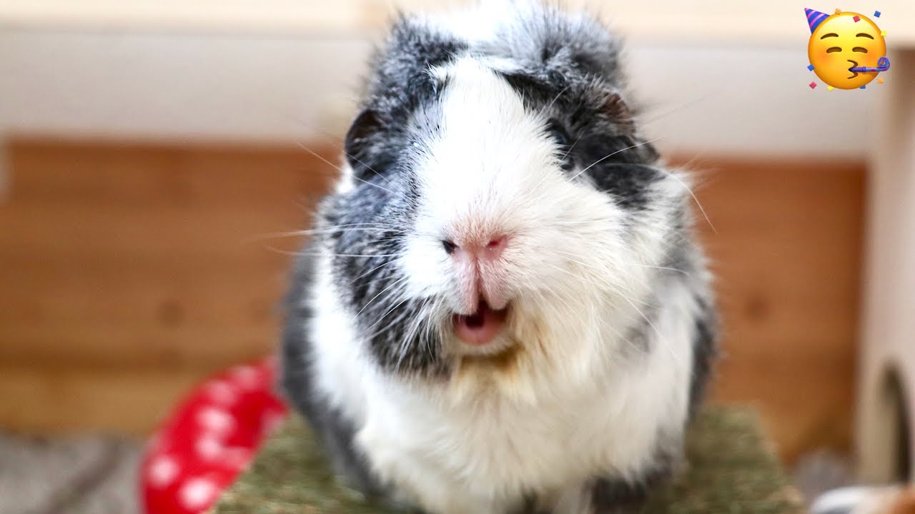 Elderly Guinea Pig Gets a Surprise - YouTube