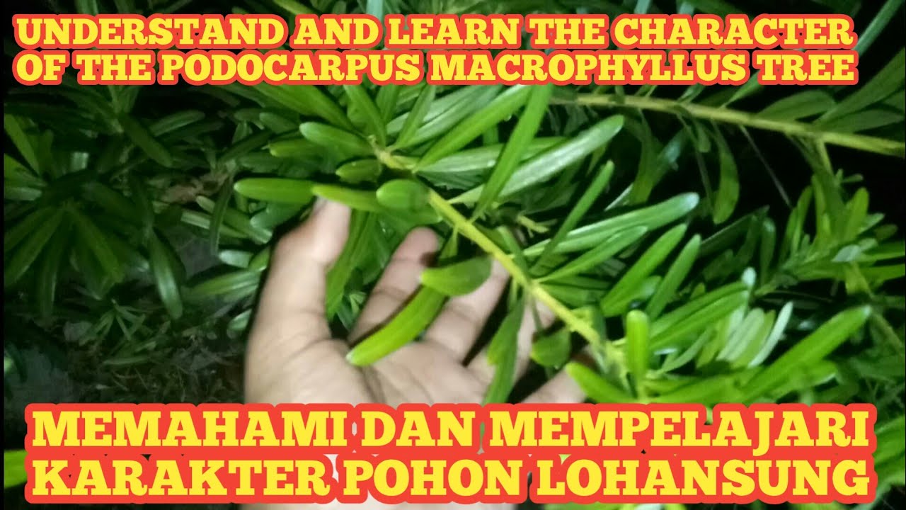 MENGENAL KARAKTER POHON LOHANSUNG - YouTube