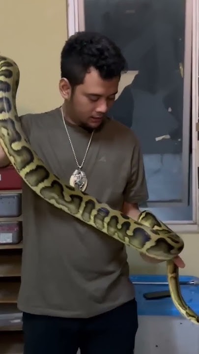 REVIEW ULAR PYTHON LANGKA HASIL KAWIN SILANG - YouTube