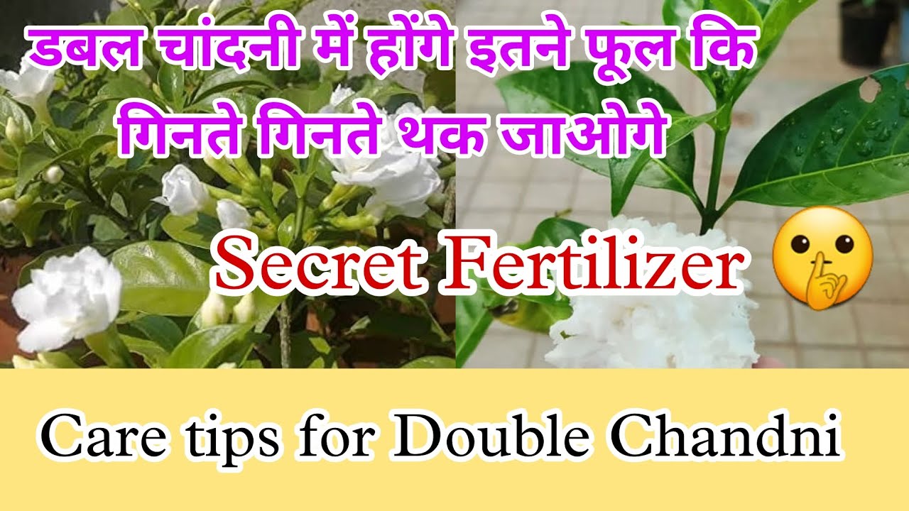 Double chandni care tips || Detailed video || Watch till end - YouTube
