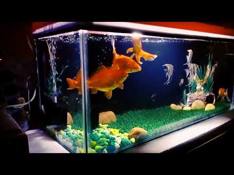 It's my 1st 3 feet fish tank setup , and locked down maintenance or ...