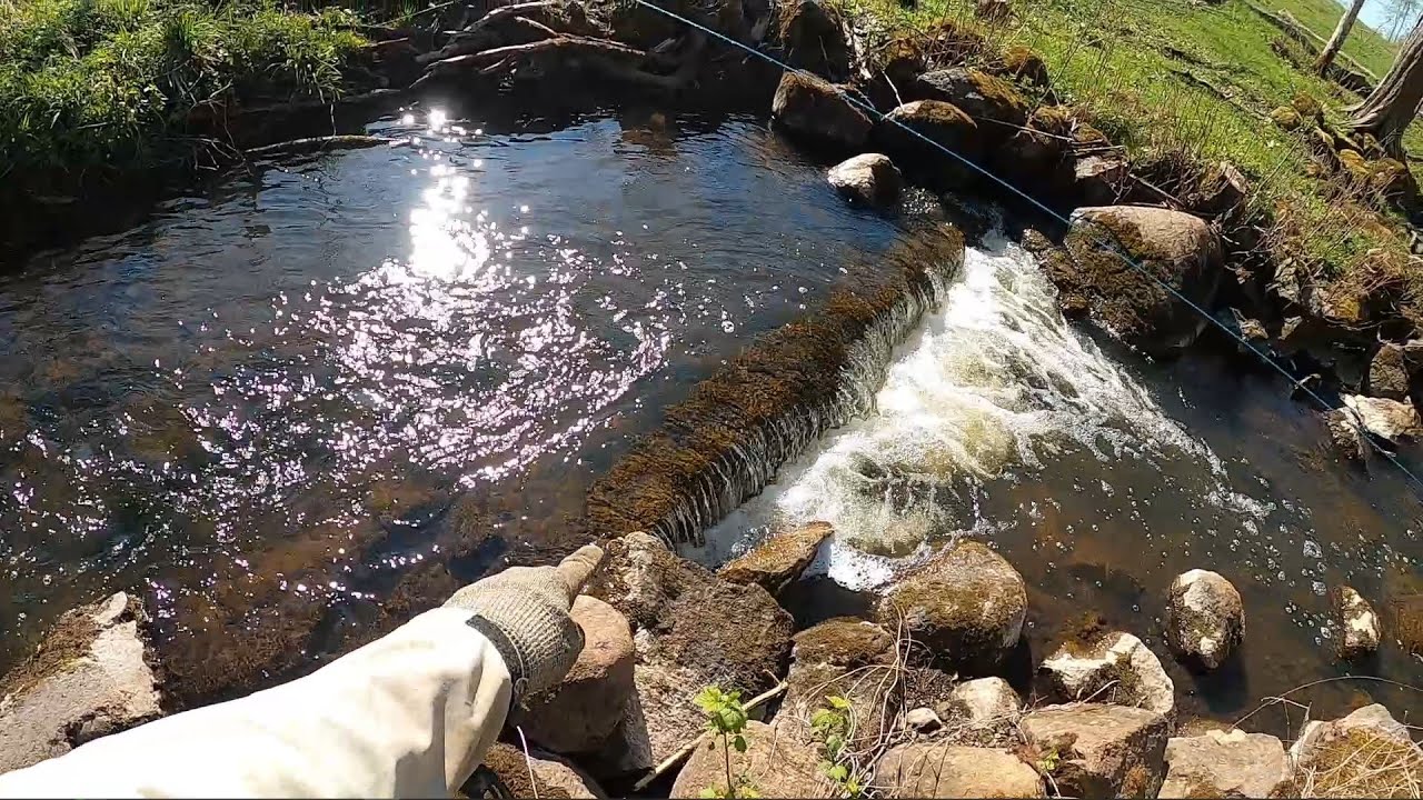 Removing a beaver dam & planting trees - YouTube