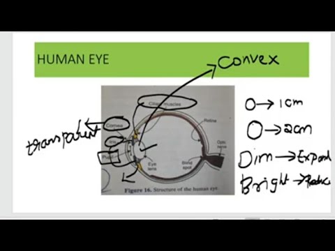 Human Eye and its parts/ Defects of human eye/ Class 8 CBSE - YouTube