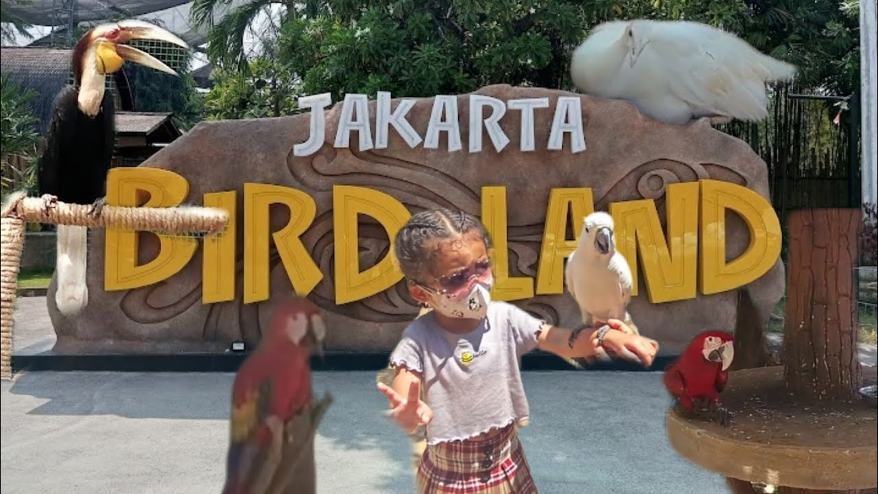 Di Patuk Burung Kakatua😭 // Jakarta Bird Land - Ancol //Part 1 - YouTube