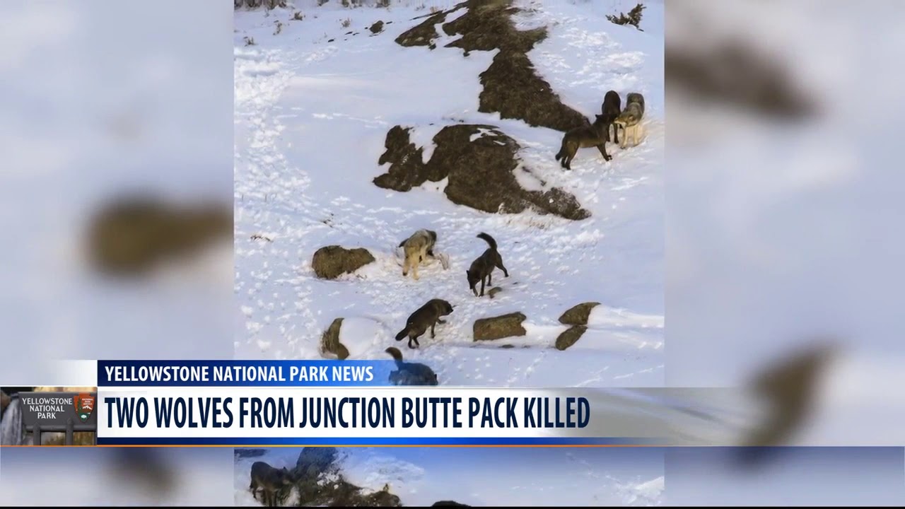 2 Yellowstone wolf pups fatally hit by vehicle - YouTube