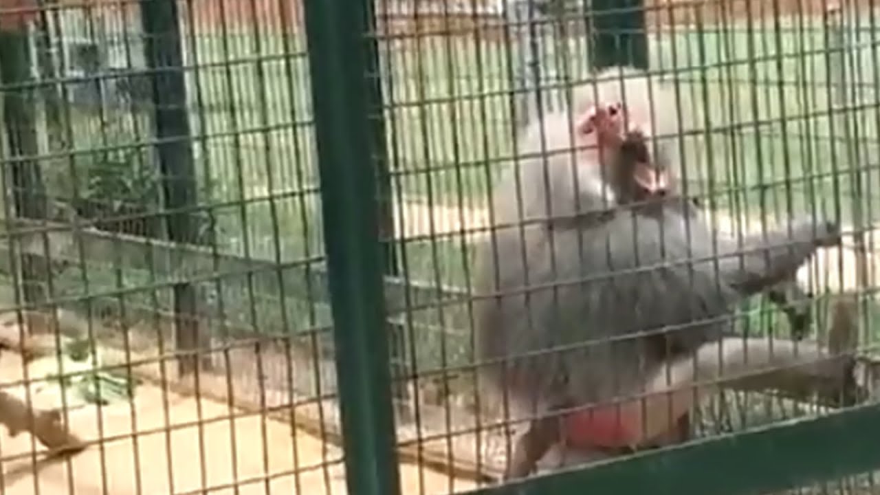 TomoNews presents: Monkeys - Compilation - YouTube