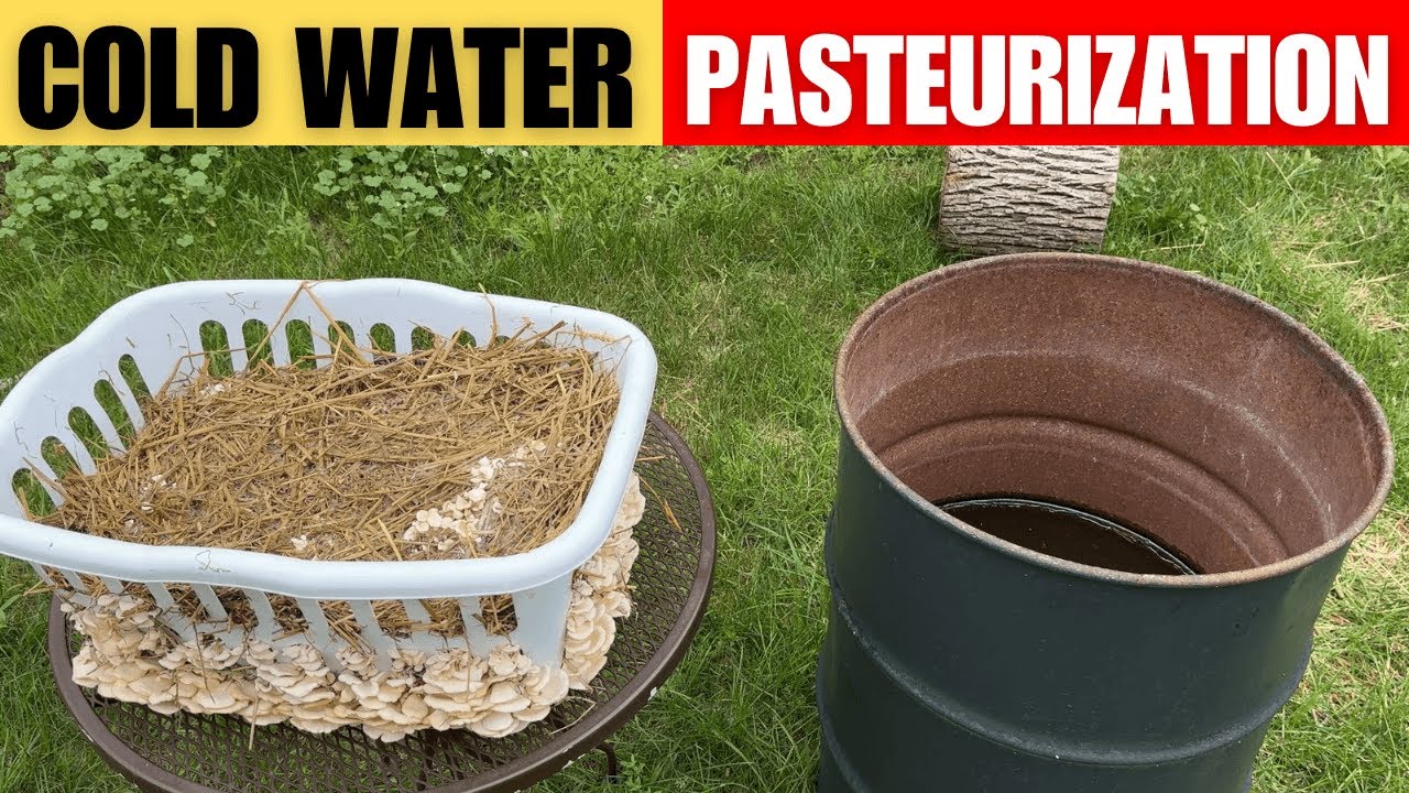 How to Grow Mushrooms out of a Laundry Basket - Cold Water ...
