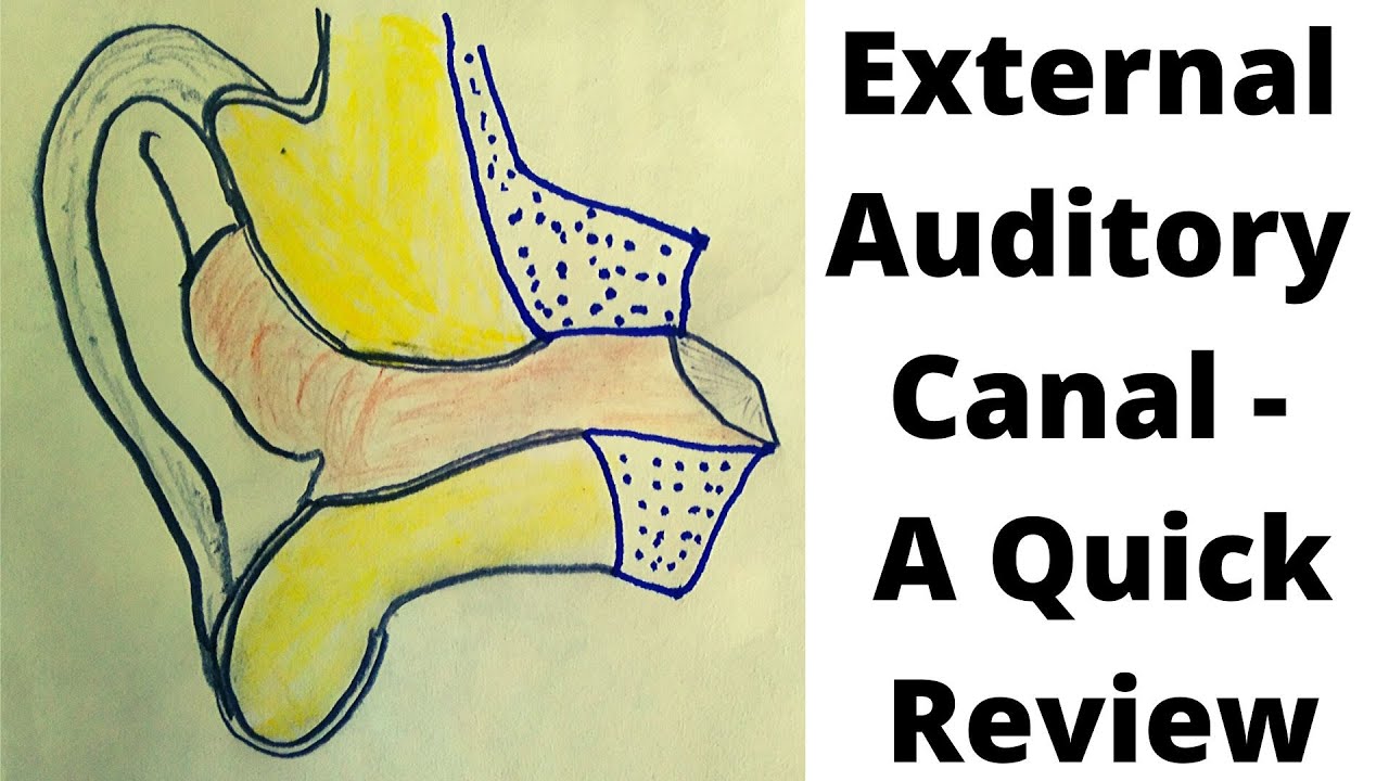 External Auditory canal or External Auditory meatus - It is a part of ...