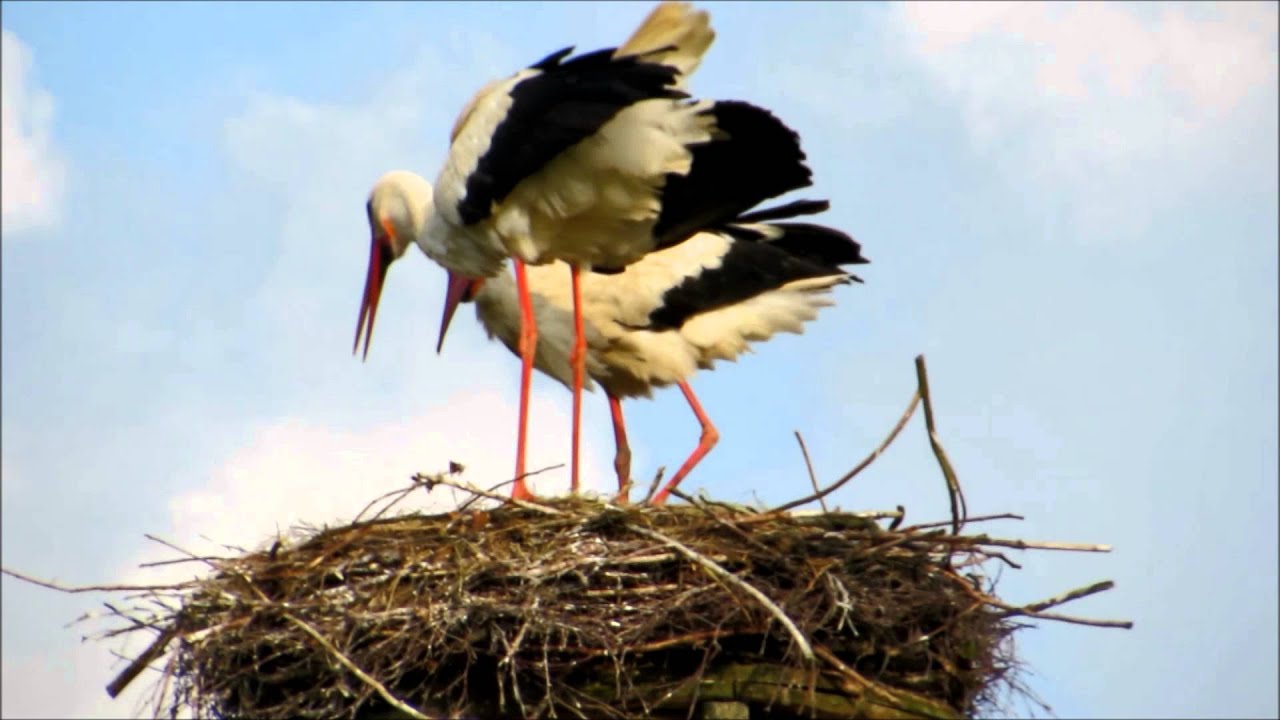 Ooievaar, Ciconia ciconia, חסידה לבנה: klepperen/White Stork, لقلق ...