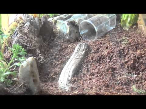 Re-house Idiothele mira (Blue Foot Baboon) tarantula - YouTube