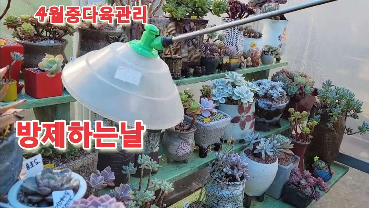 방제하는날多肉植物 Succulent 다육이키우기 다육이농장 다육식물 다육이분갈이 다육이하우스일상기록 예쁘다
