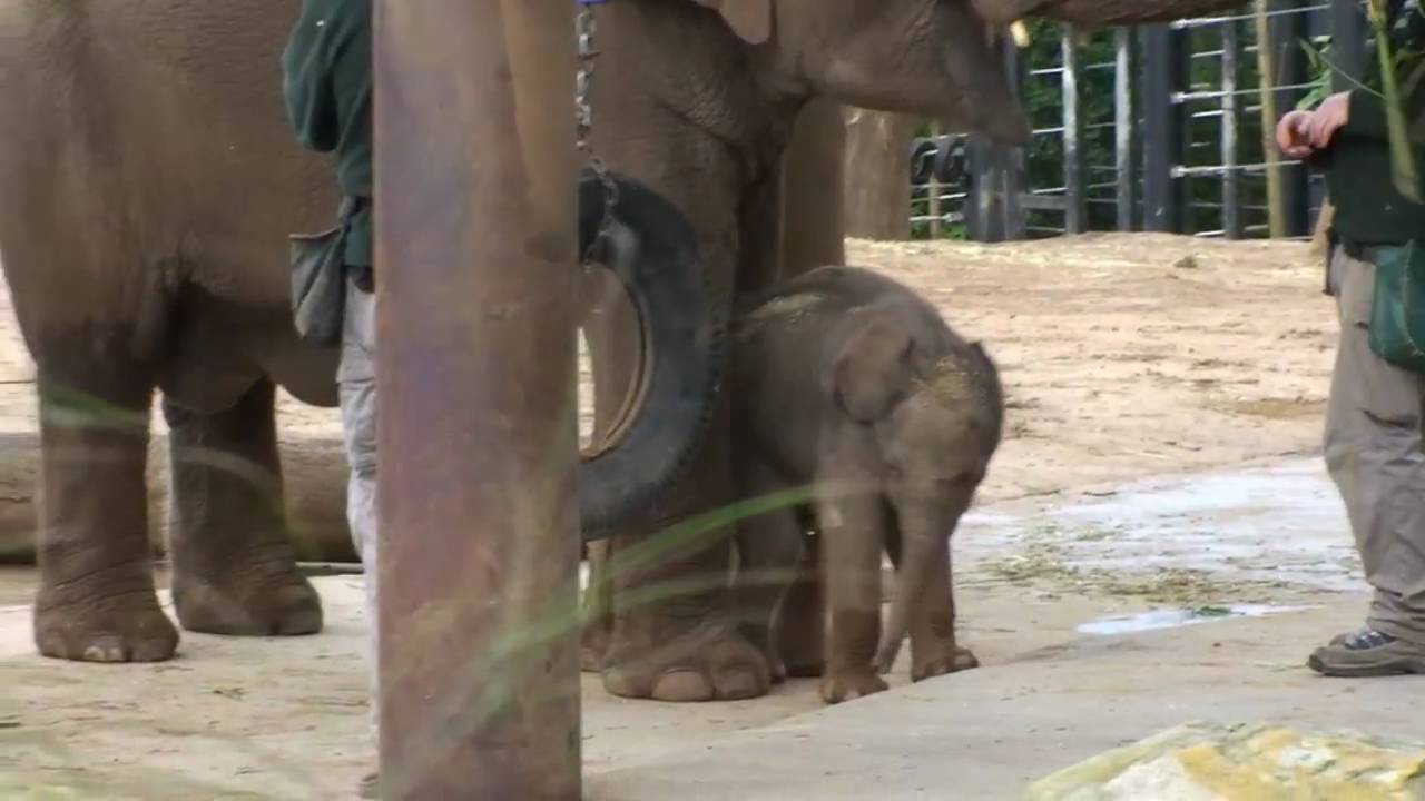 Taronga Zoo's Baby Elephant Takes a tumble - So Cute - YouTube