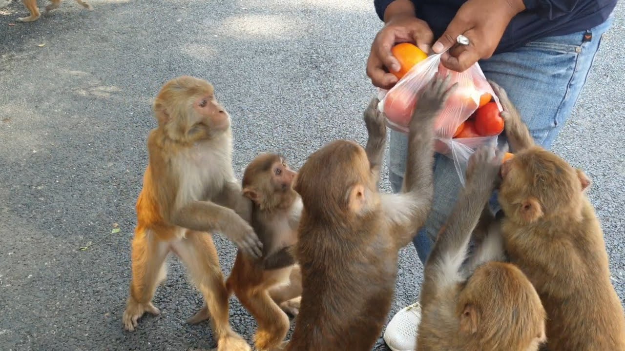 feeding tomato to a group of monkeys || monkey love red tomato - YouTube