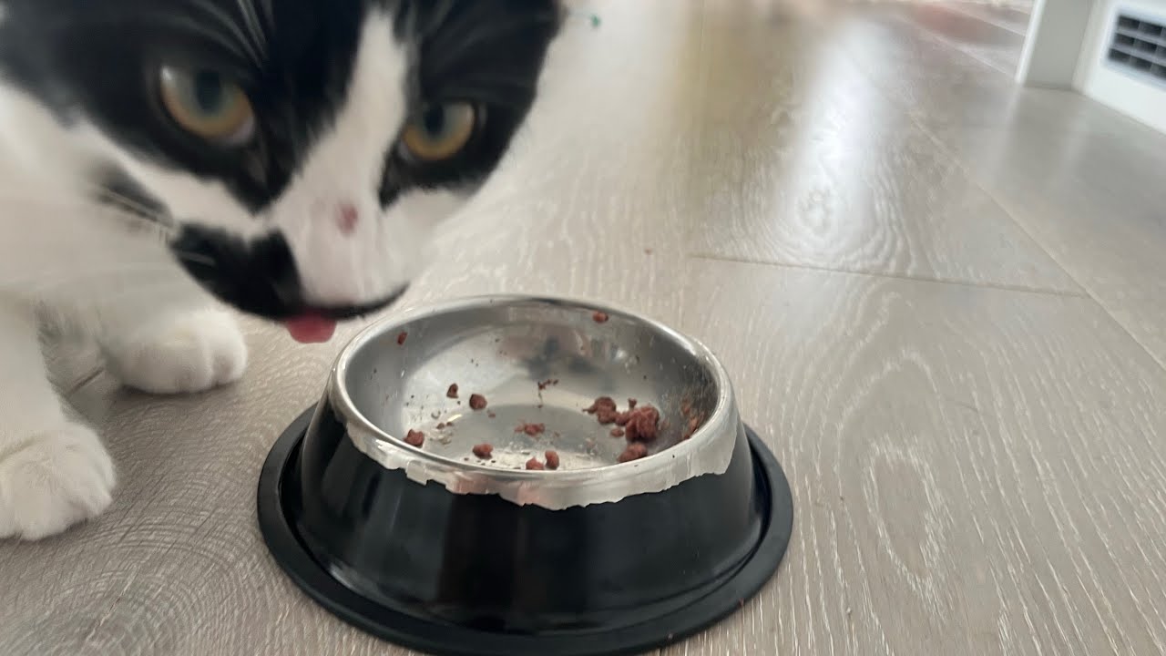 Eating time for kitty cat (ASMR) - YouTube