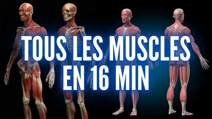 Anatomie Humaine Muscles
