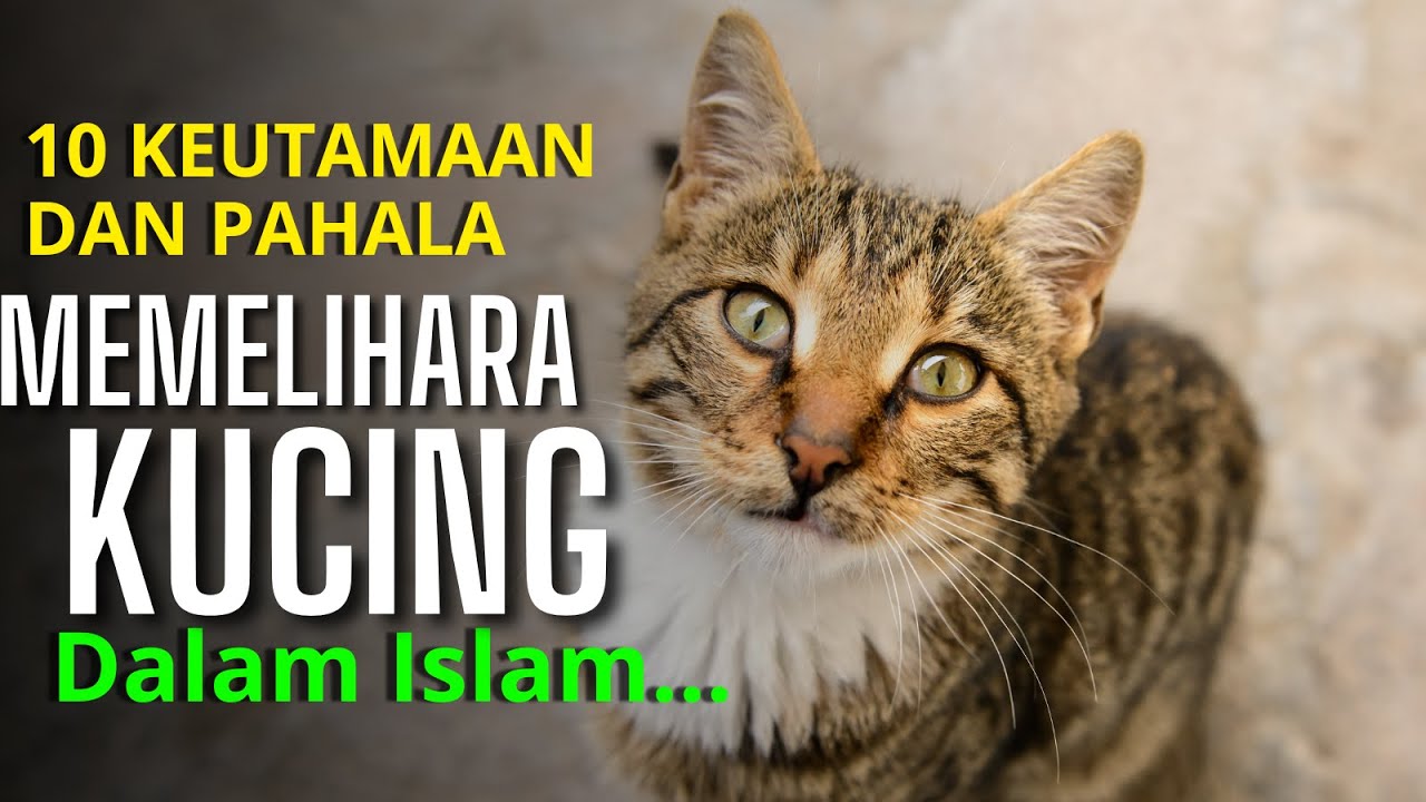 Inilah 10 Pahala dan Manfaat Memelihara Kucing Dalam Islam ...