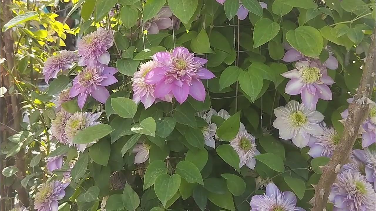 Клематис сорту "Кайзер". - YouTube