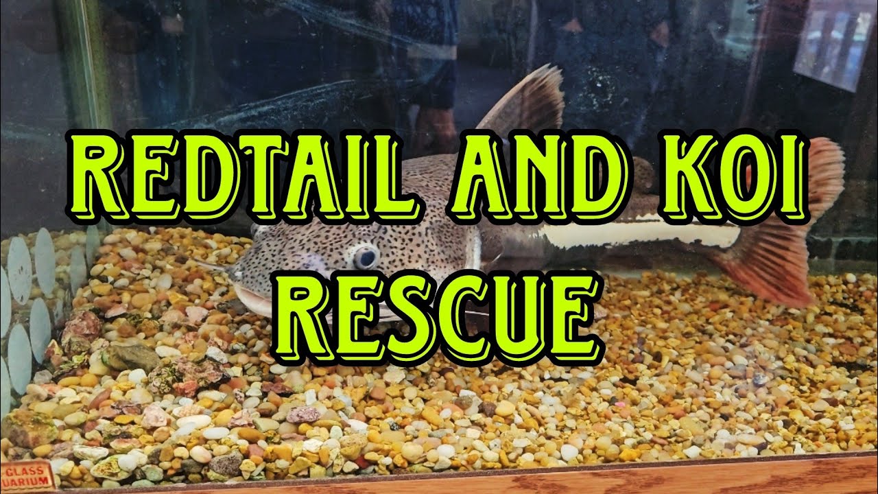 Redtail and Koi Rescue - YouTube
