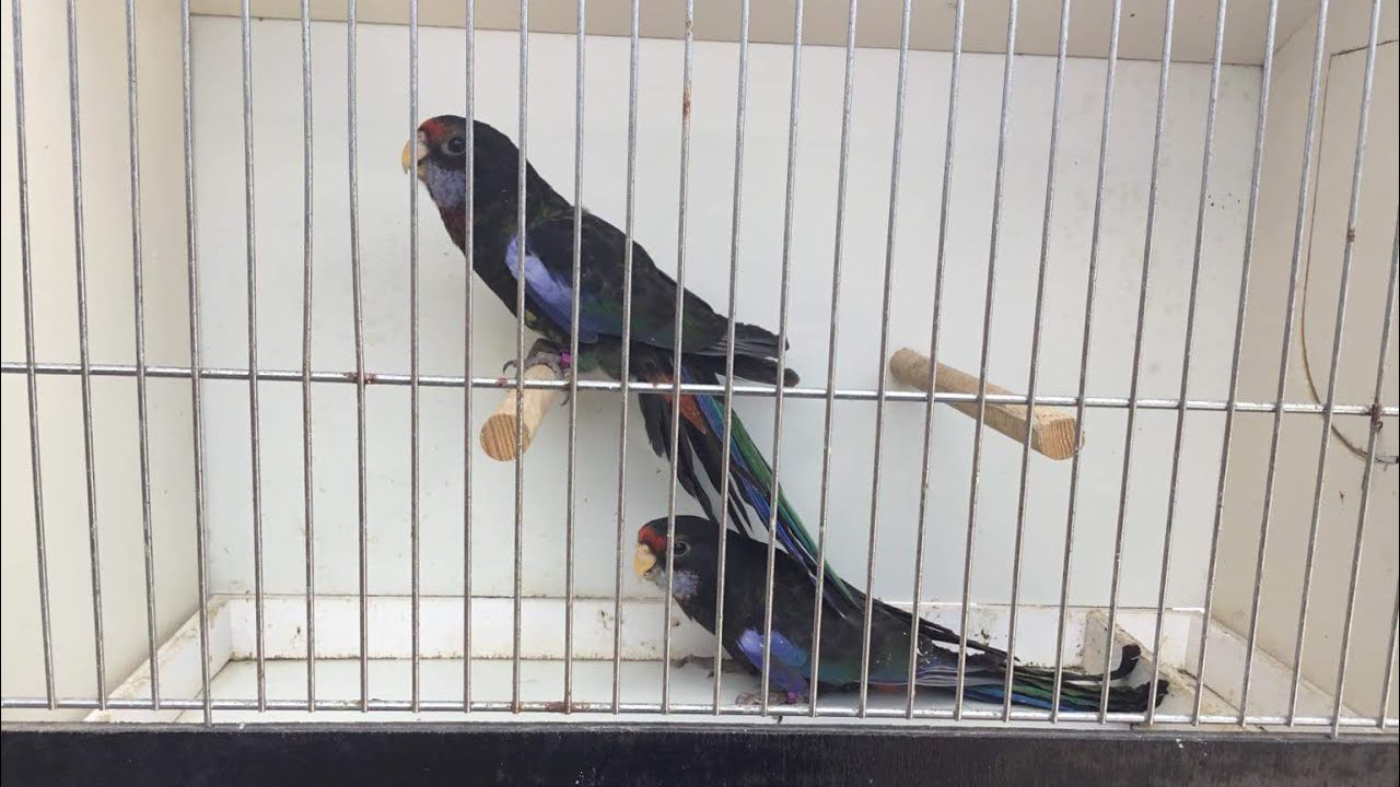 Black Rosella... - YouTube