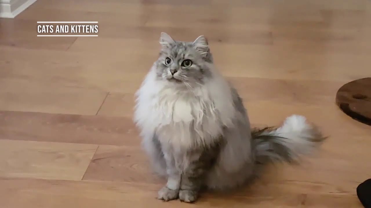 Siberian Cat Does Back Flips When Instructed. - YouTube