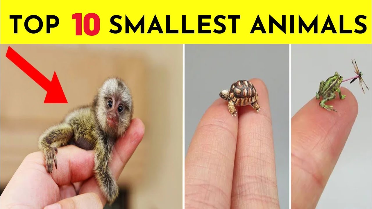 TOP 10 THE SMALLEST ANIMALS IN THE WORLD - YouTube