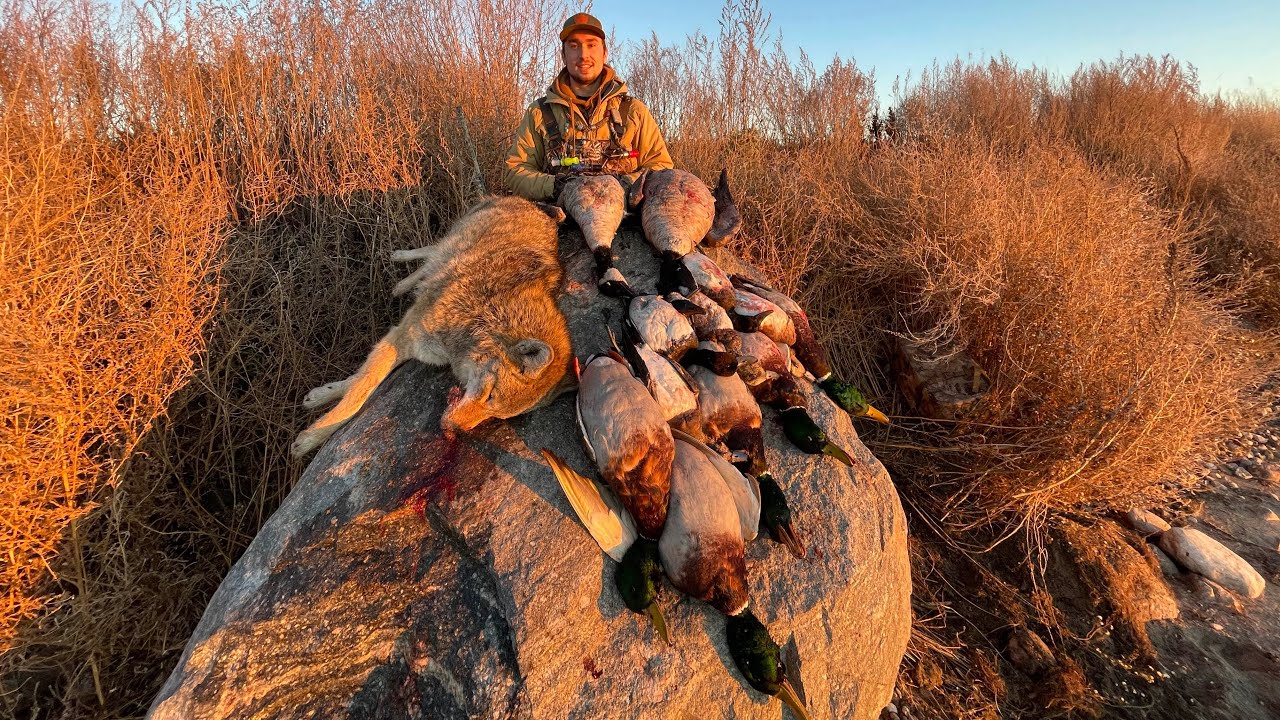 Duck Hunting Late Season DIVER DUCKS (INSANE MIXED BAG!) - YouTube