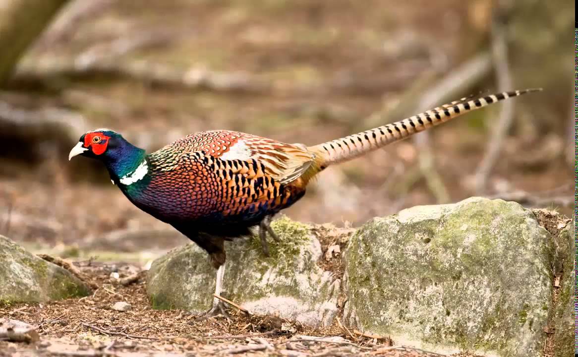 Faisanes De Collar Volando