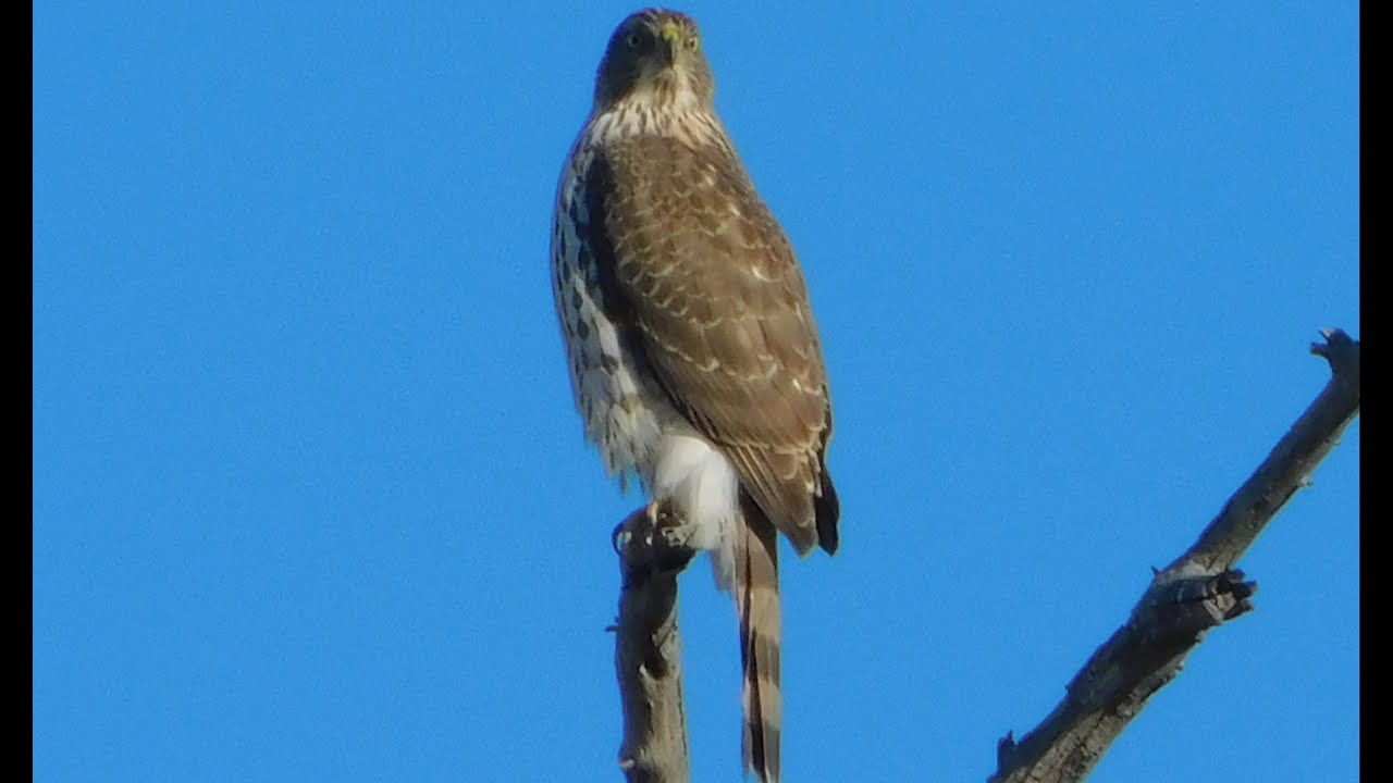 Speedy, Northern Flicker, Sparrows, Fluffy, Park Birds, RedTailed Hawk ...