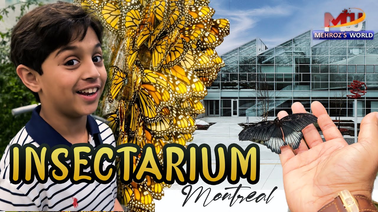 Discover the Fascinating World of Insects at the Insectarium Montreal l ...