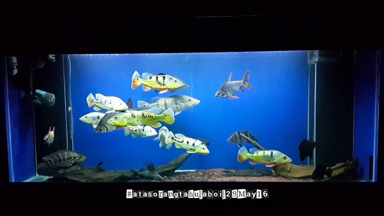 My Monster Fish Tank Blue Background June 18, 2016 - YouTube