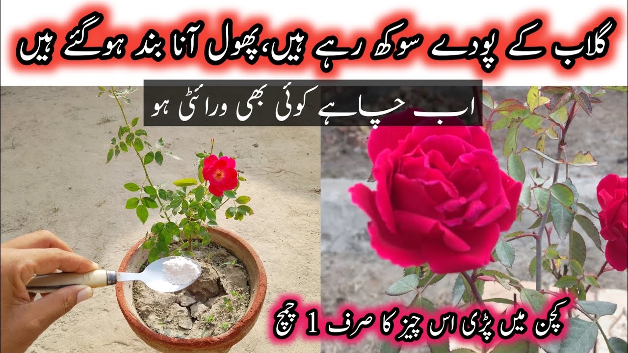 Best organic fertilizer for gulab plants | rose plants care | Gulab ke ...