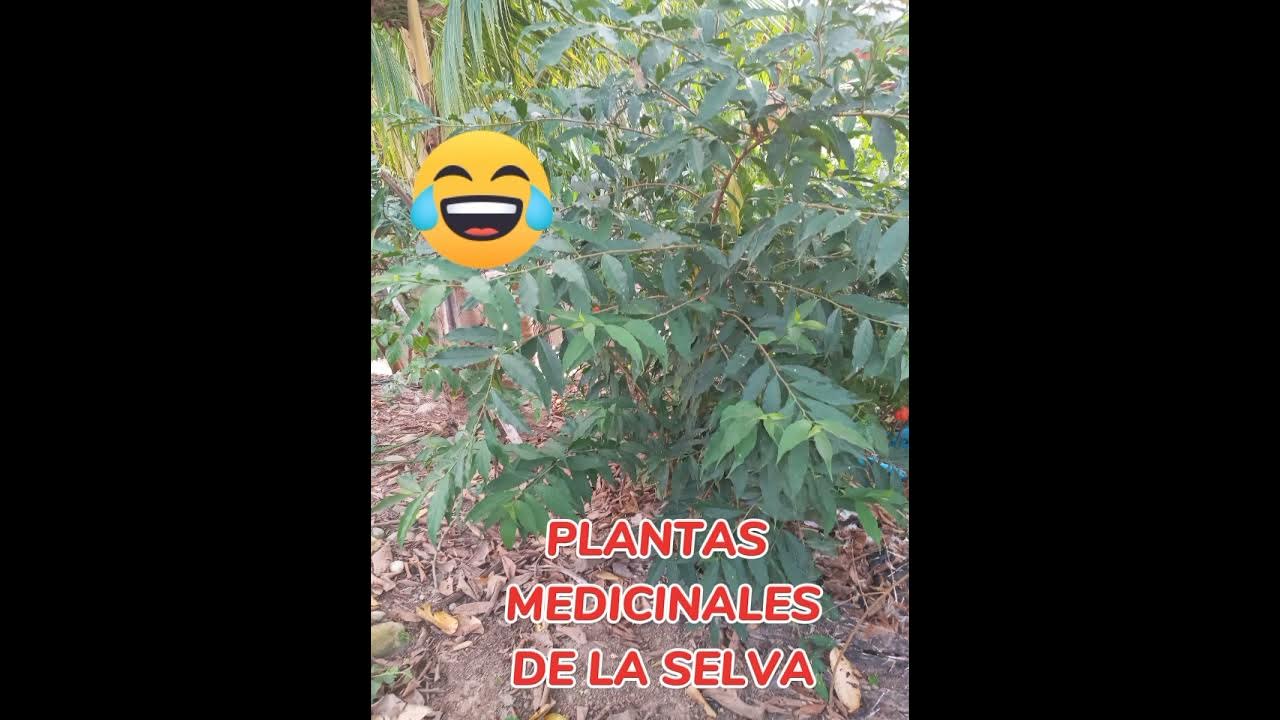 6 plantas medicinales de la selva - YouTube