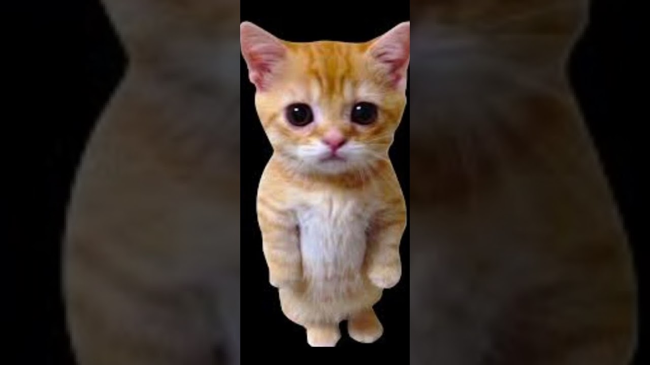El gato saying el gato forever - YouTube