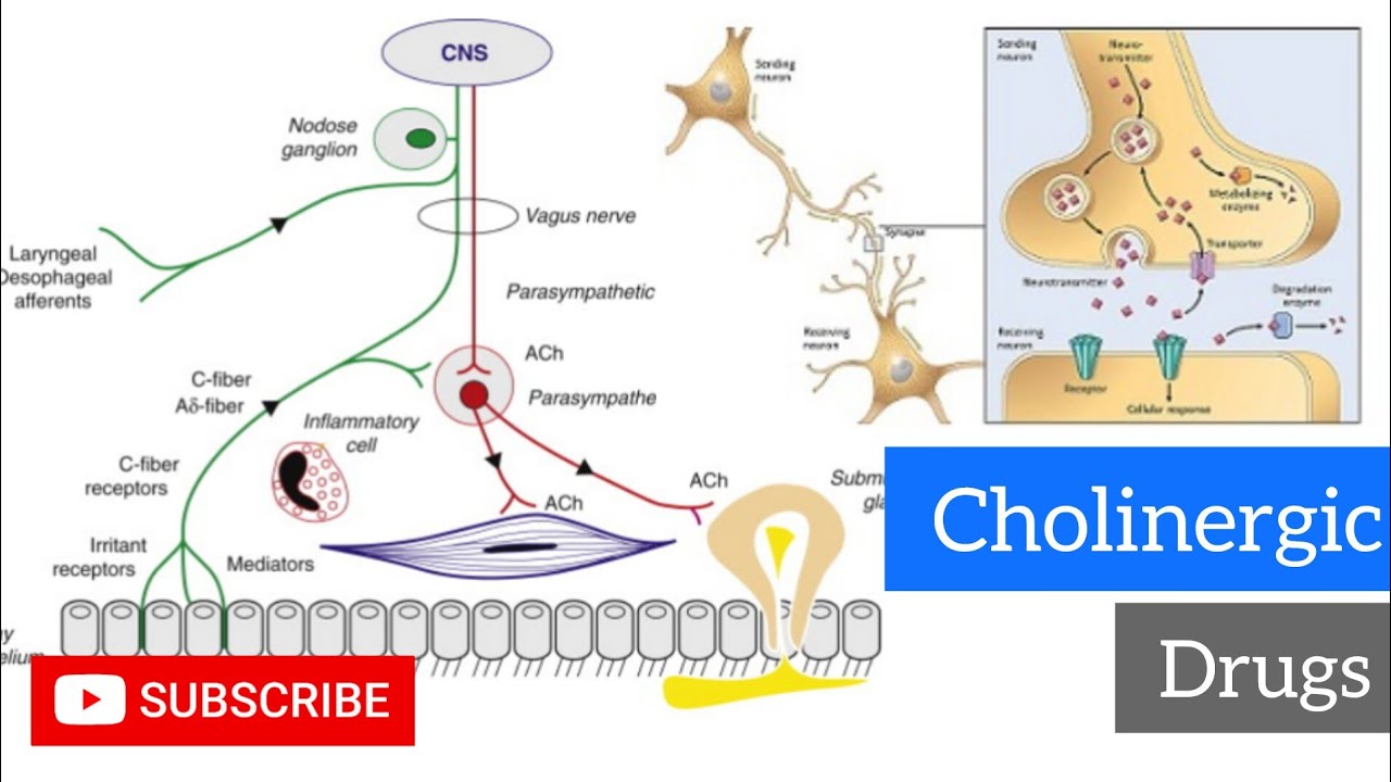 Cholinergic Drugs | Cholinergic Agonists & Antagonists || Ocular ...