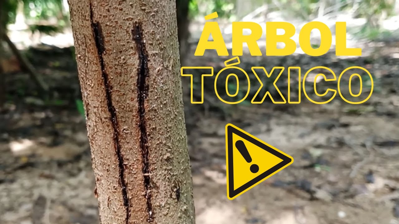 Árbol tóxico - Chechen - Metopium brownei - Información científica ...