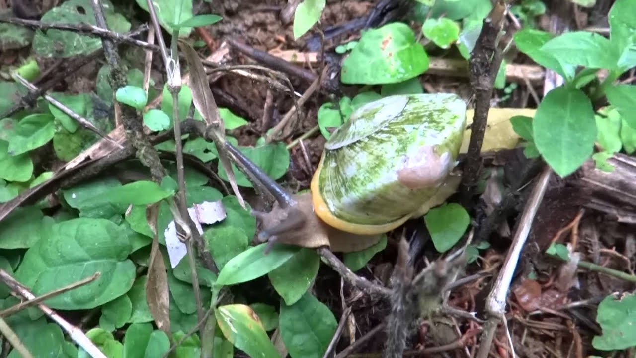 Polydontes acutangula(Caracol Puntiangulado) - YouTube