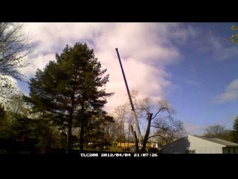 Elm Tree Removal Farmington Hills Michigan