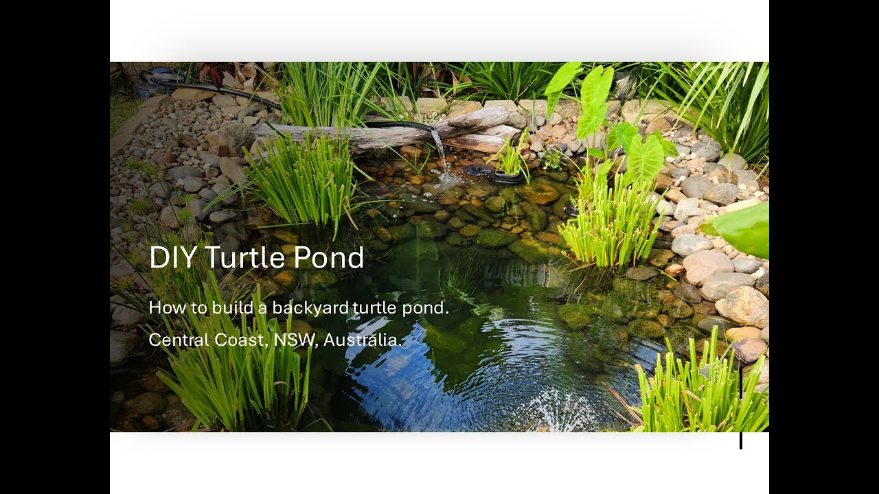 DIY Turtle pond - YouTube