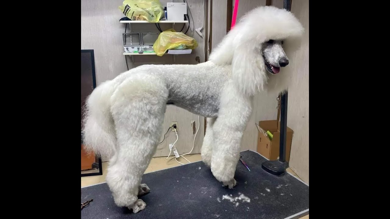 Become a Certified Groomer at MasterGroomersAcademy.com - YouTube